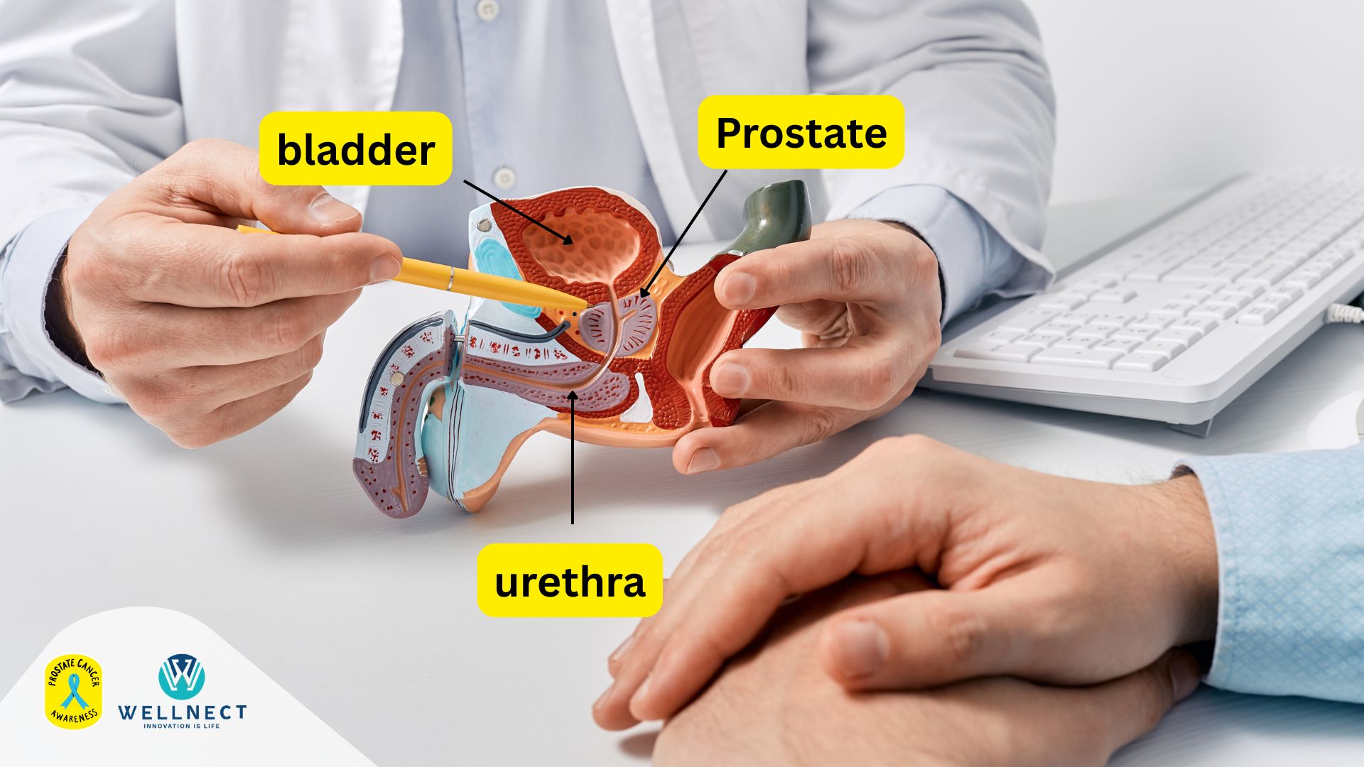 What Is the Prostate and Why Is It So Important? - WELLNECT INDIA