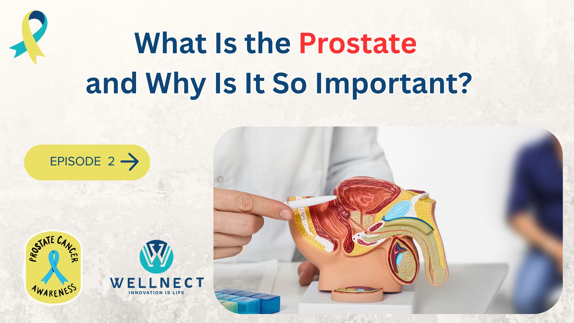 What Is the Prostate and Why Is It So Important? - WELLNECT INDIA